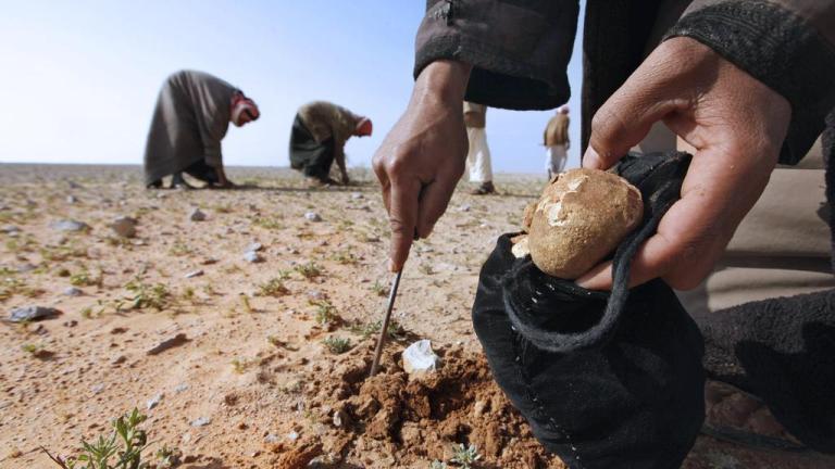 Desert Truffle: A Lesser-known Delicacy of the Middle East – Indrosphere