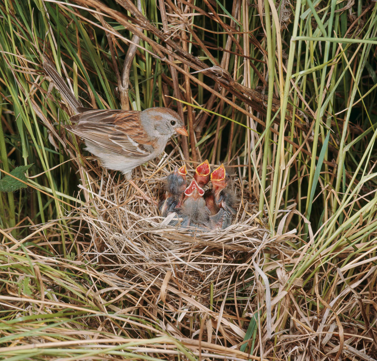 Shri Krishna & the Sparrow: A Tale of Hope Amidst War – Indrosphere