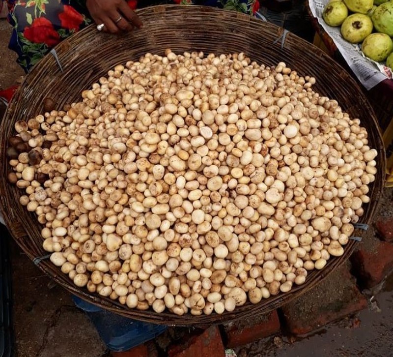 Rugda: The Elusive Forest Mushroom of Jharkhand – Indrosphere