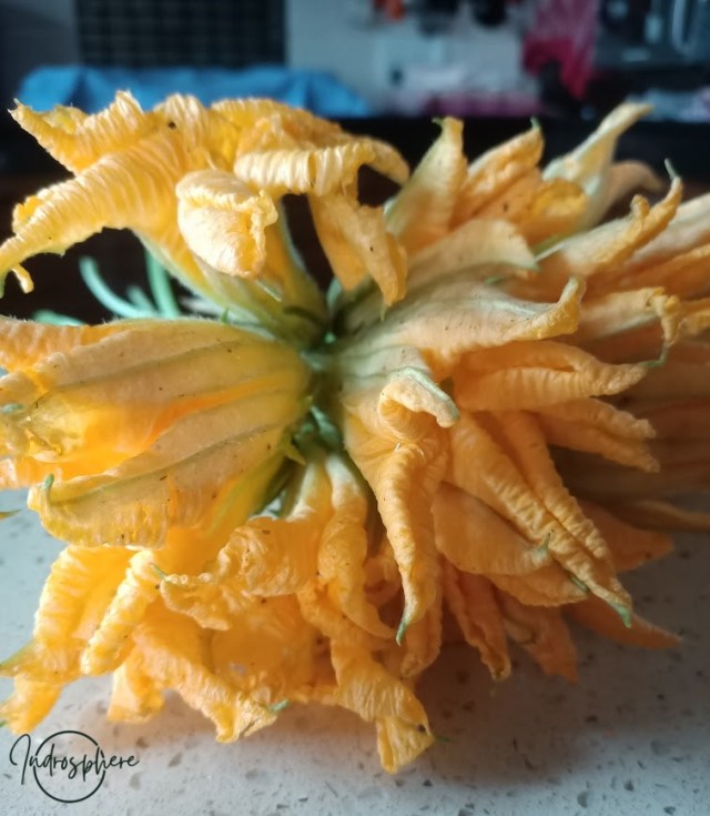 Rain, Nostalgia, & the Golden Bloom: Kumro Phool Bhaja – Indrosphere