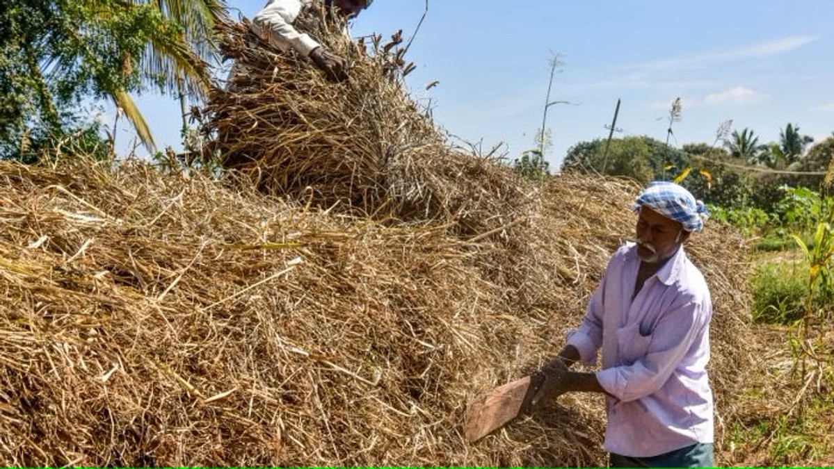 From Poverty to Prosperity: Gumla’s Journey with Ragi – Indrosphere