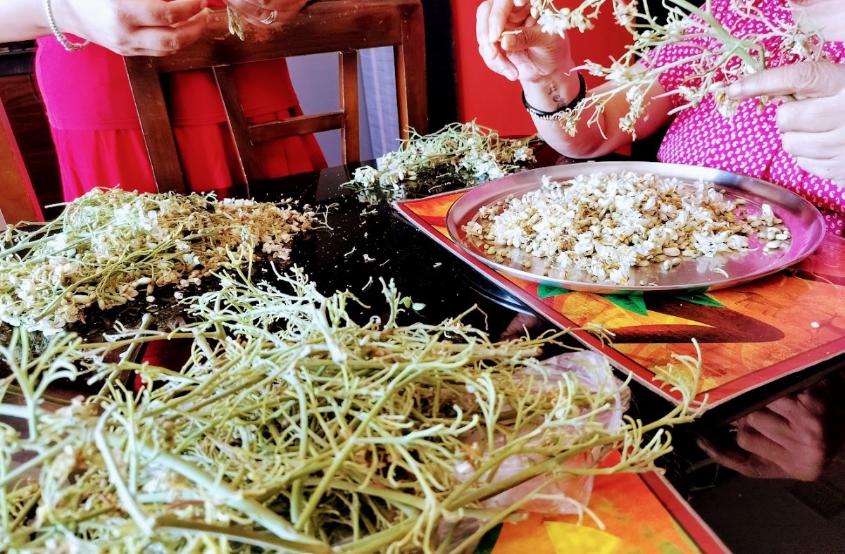 The Spring Symphony of Sojne Ful: A Legacy of Love and Tradition ...